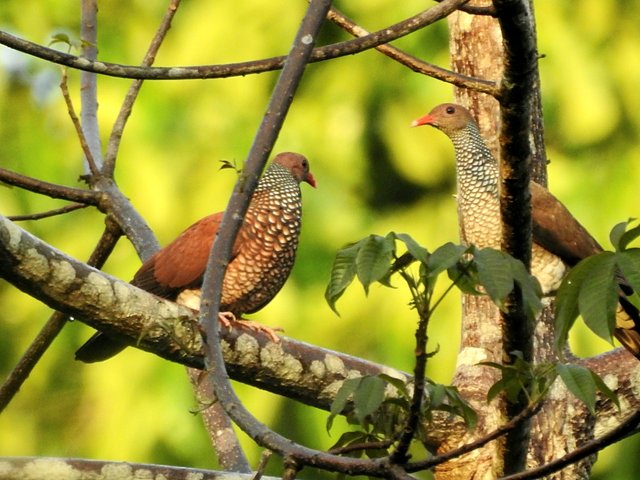 Foto pomba-trocal (Patagioenas speciosa) Por Laura Chagas | Wiki Aves ...