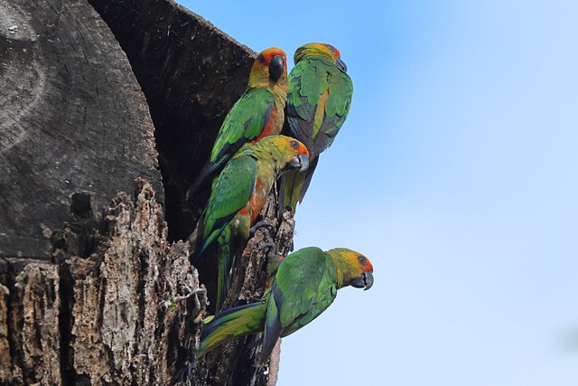 Foto jandaia-de-testa-vermelha (Aratinga auricapillus) Por Gilvan ...