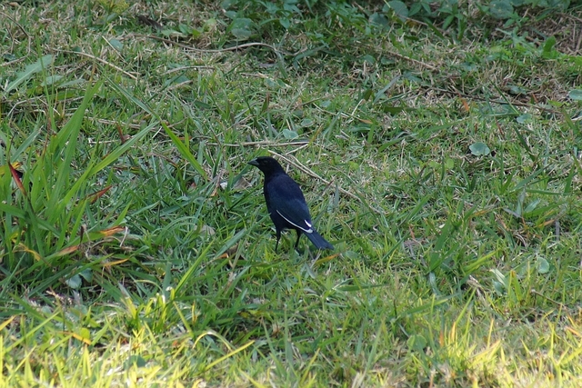 Foto chupim (Molothrus bonariensis) Por Fabio Leoni | Wiki Aves - A ...