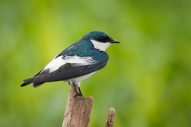 Foto andorinha-do-rio (Tachycineta albiventer) Por Luciano Monferrari ...