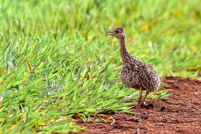 codorna-amarela (Nothura maculosa) | WikiAves - A Enciclopédia das Aves ...