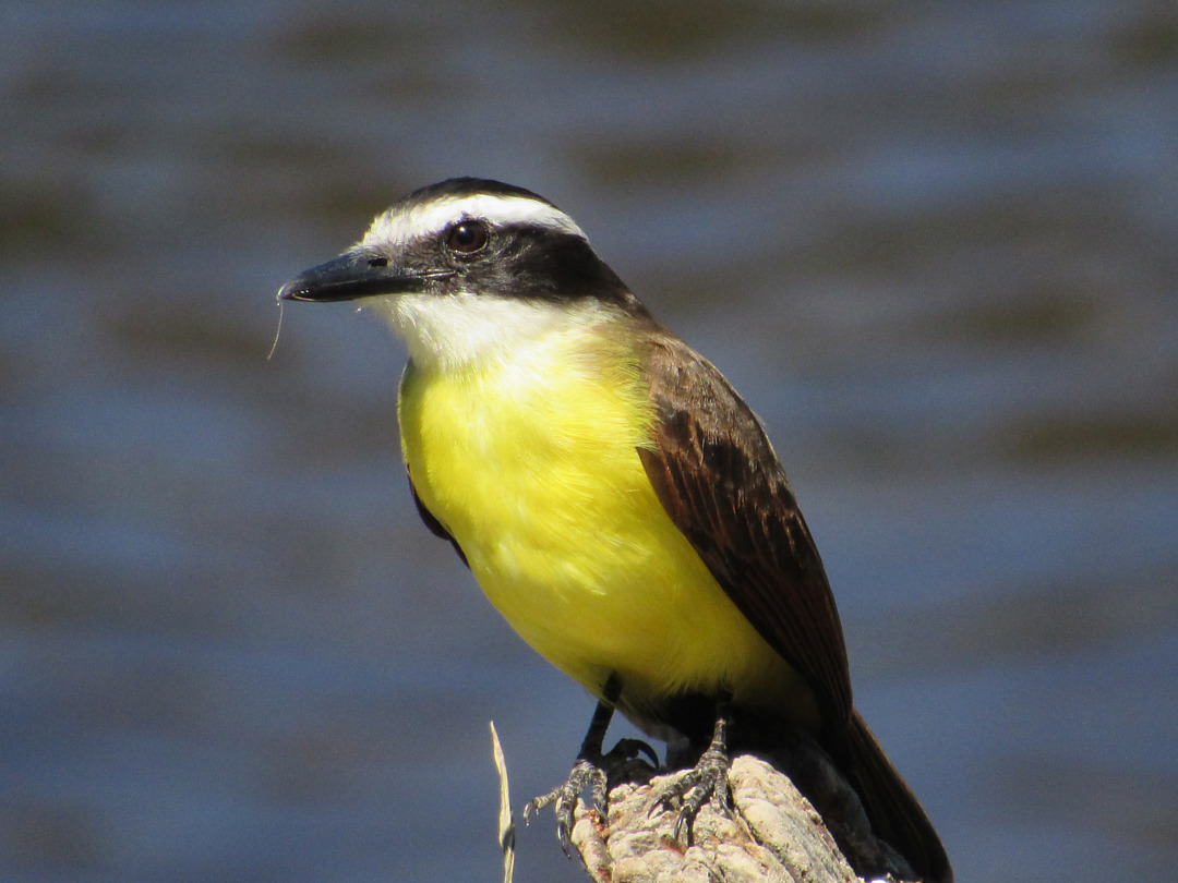 Foto bem-te-vi (Pitangus sulphuratus) Por Matheus F. Silva | Wiki Aves ...