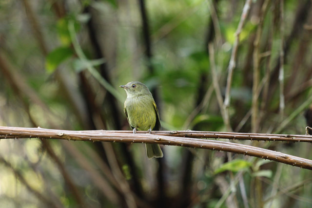 Foto fruxu (Neopelma chrysolophum) Por Francisco Gomes | Wiki Aves - A ...