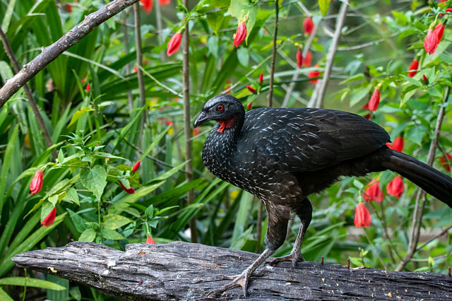 Foto jacuguaçu (Penelope obscura) Por Antonio Gutierrez | Wiki Aves - A ...