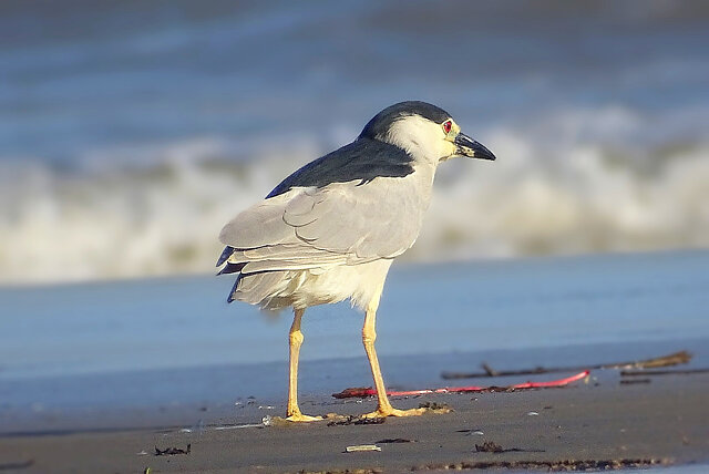 Foto socó-dorminhoco (Nycticorax nycticorax) Por Enzo S. Venturin ...
