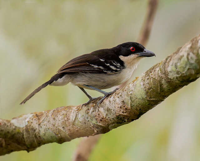 Foto choró-boi (Taraba major) Por Fernando Zurdo | Wiki Aves - A ...
