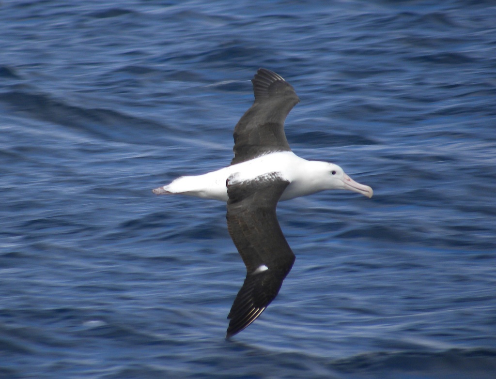 Foto albatroz-real-do-norte (Diomedea sanfordi) Por Martin Abreu | Wiki ...