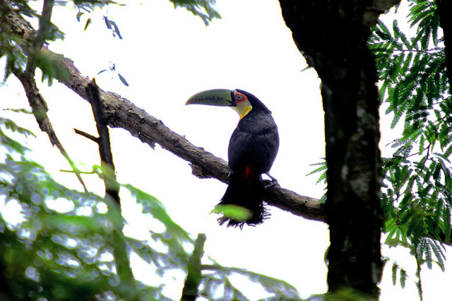 Foto tucano-de-bico-verde (Ramphastos dicolorus) Por Roberto Gallacci ...
