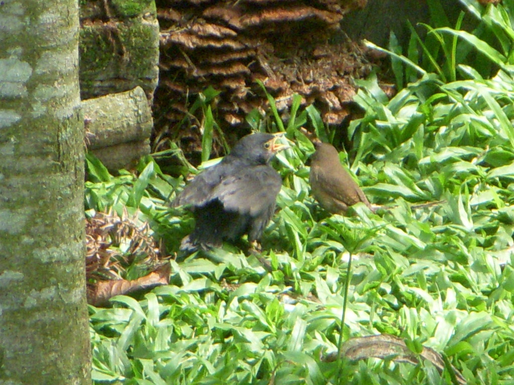 Foto chupim (Molothrus bonariensis) Por Marcelo Bonat | Wiki Aves - A ...