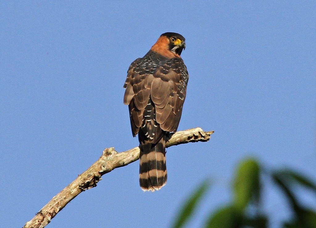 Foto tauató-pintado (Accipiter poliogaster) Por Antonio Vilela | Wiki ...