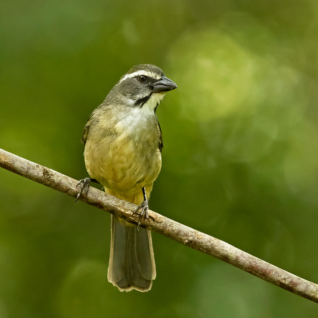 Foto trinca-ferro (Saltator similis) Por Marcelo Figueiroa | Wiki Aves ...