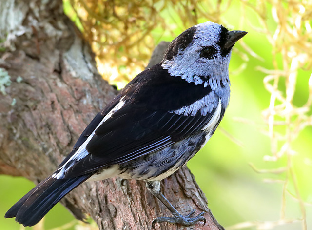 Foto cambada-de-chaves (Tangara brasiliensis) Por Pedro Ávila ...