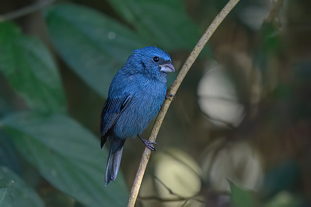 Foto azulinho (Cyanoloxia glaucocaerulea) Por Jair Moreira | Wiki Aves ...