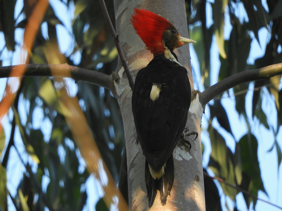 Foto pica-pau-de-cara-canela (Celeus galeatus) Por Deidimar Silva | Wiki Aves - A Enciclopédia ...