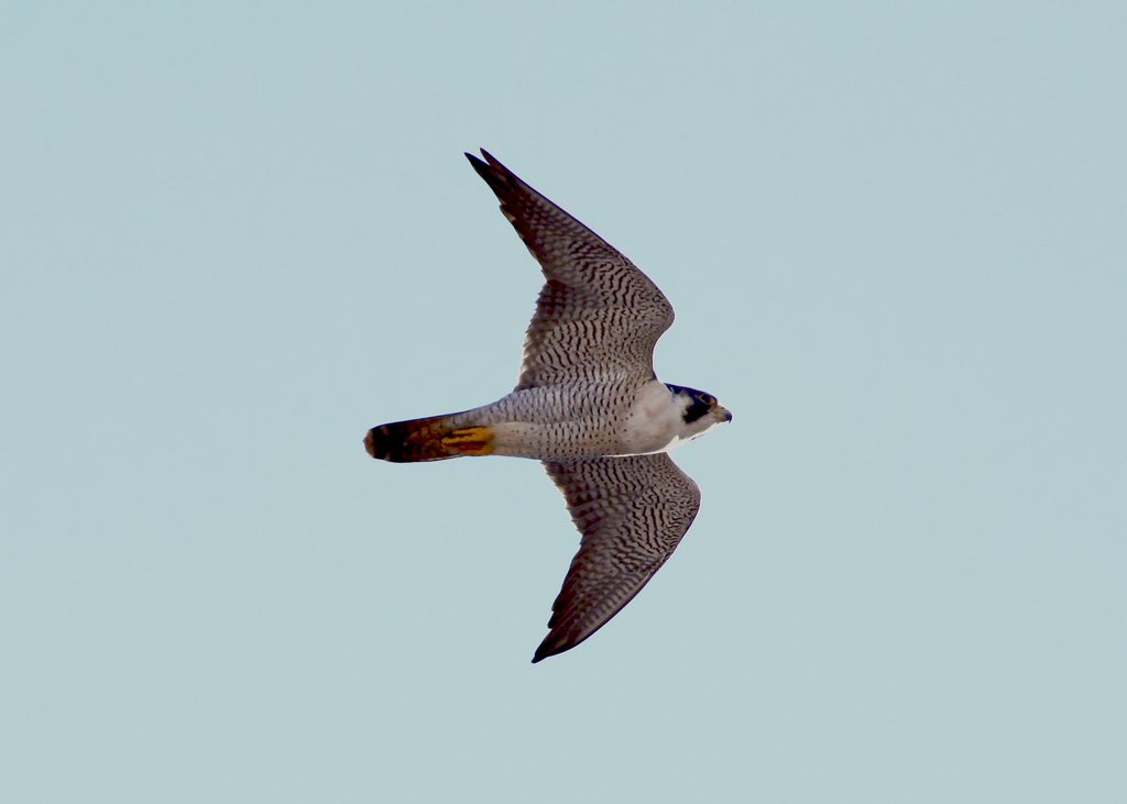 Foto falcão-peregrino (Falco peregrinus) Por José Carlos | Wiki Aves ...