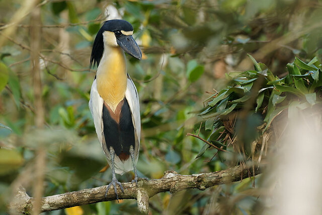 Foto arapapá (Cochlearius cochlearius) Por Leonardo Casadei | Wiki Aves ...