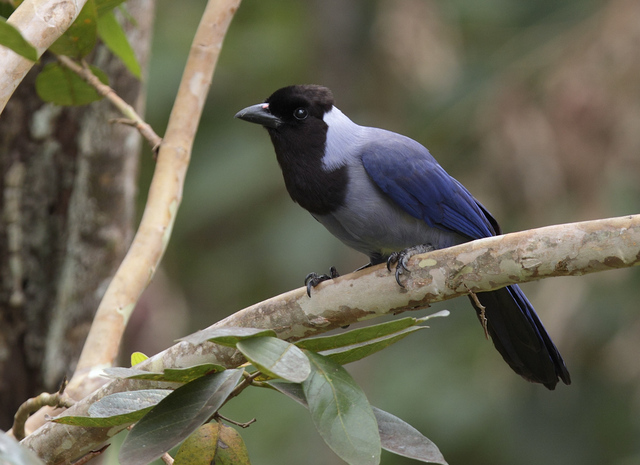 gralha-violácea (Cyanocorax violaceus) | WikiAves - A Enciclopédia das ...