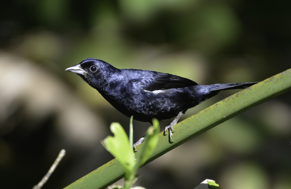 Foto tiê-preto (Tachyphonus coronatus) Por Roberto Pitui | Wiki Aves ...