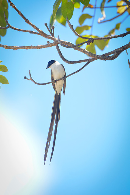 Foto tesourinha (Tyrannus savana) Por Abraão Tenório | Wiki Aves - A ...