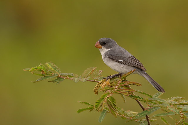 Foto chorão (Sporophila leucoptera) Por Luiz Moura | Wiki Aves - A ...
