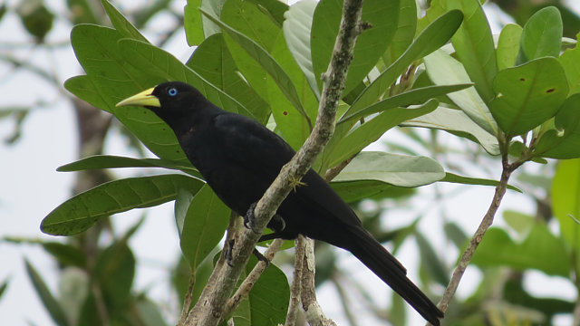 Foto guaxe (Cacicus haemorrhous) Por Rodrigo C. Barbosa | Wiki Aves - A ...