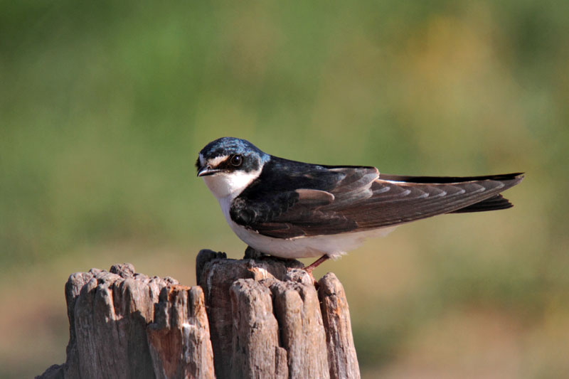 Foto andorinha-de-sobre-branco (Tachycineta leucorrhoa) Por Roberto ...