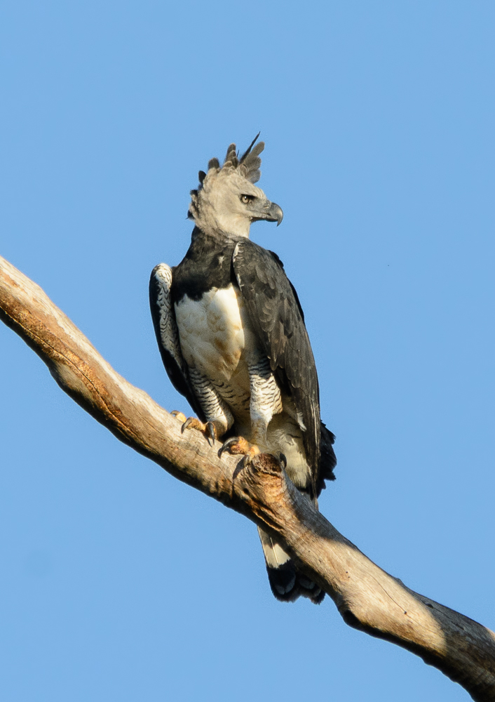 Foto gavião-real (Harpia harpyja) Por Ronaldo Koloszuk | Wiki Aves - A ...