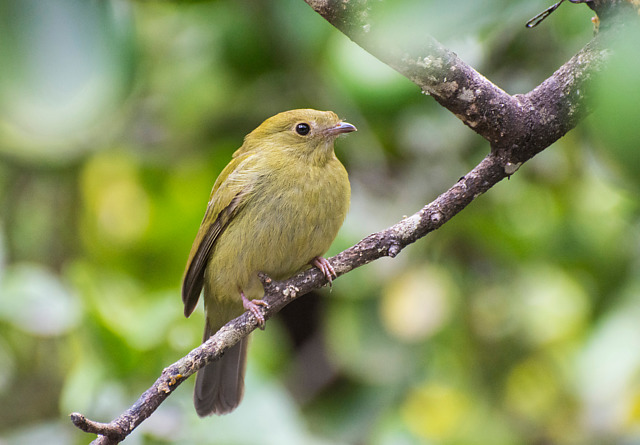 Foto soldadinho (Antilophia galeata) Por Jean Bortolucci | Wiki Aves ...