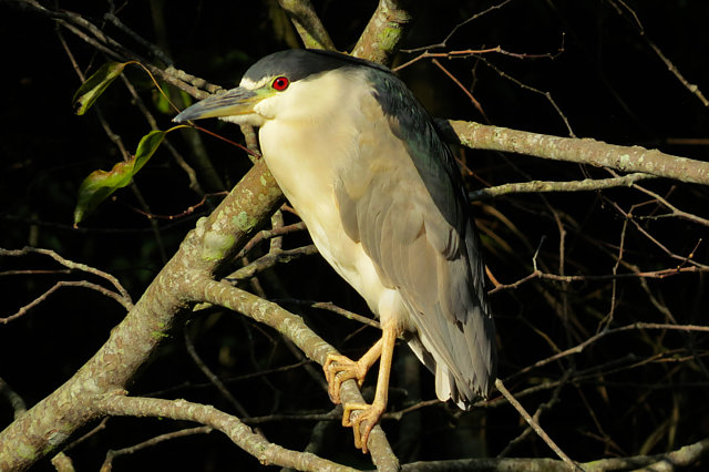 Foto socó-dorminhoco (Nycticorax nycticorax) Por Paola Alves | Wiki ...