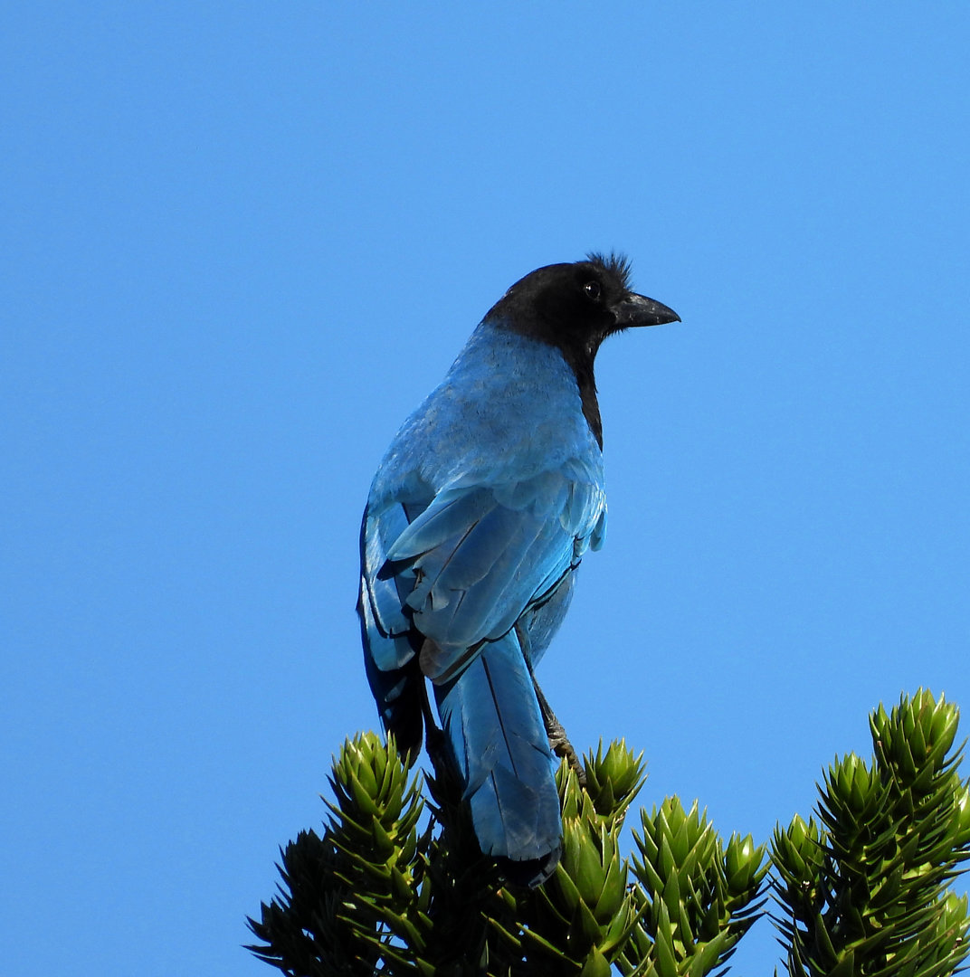 Foto gralha-azul (Cyanocorax caeruleus) Por Astor Gabriel | Wiki Aves ...