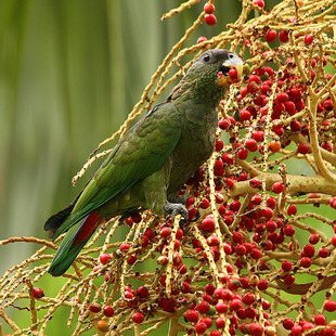 maitaca-verde (Pionus maximiliani) | WikiAves - A Enciclopédia das Aves ...