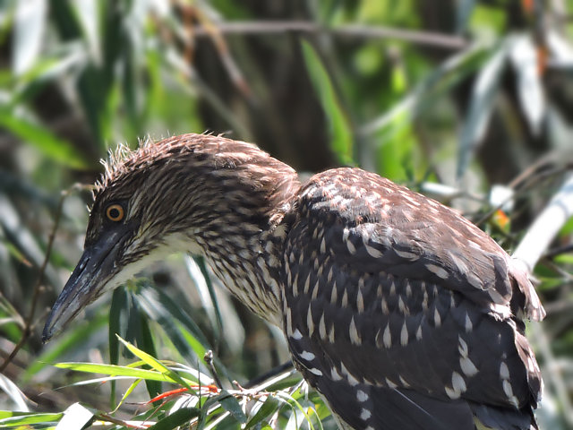 Foto socó-dorminhoco (Nycticorax nycticorax) Por Fatima Vargas | Wiki ...