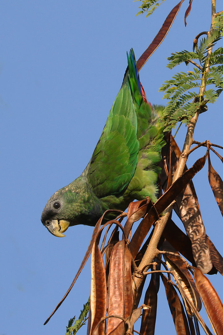 Foto maitaca-verde (Pionus maximiliani) Por Leonardo Casadei | Wiki ...