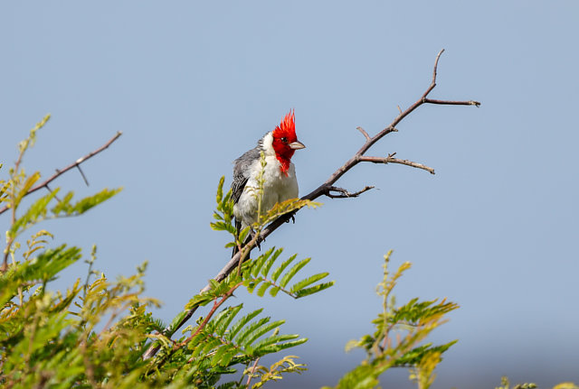 Foto cardeal (Paroaria coronata) Por Luiz Moura | Wiki Aves - A ...