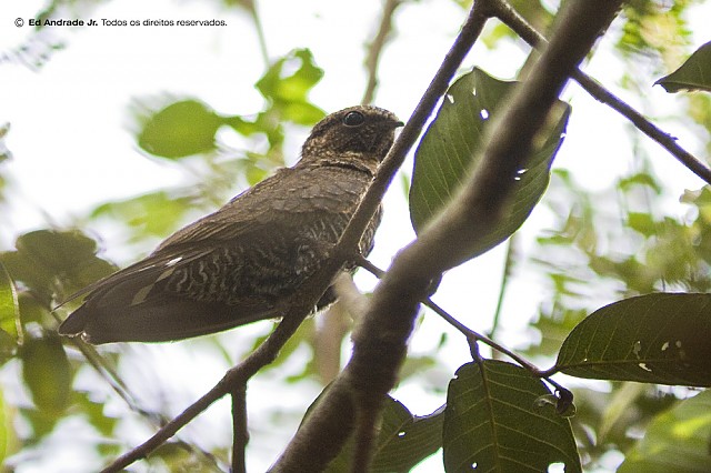 Foto bacurau-de-cauda-barrada (Nyctiprogne leucopyga) Por Ed Andrade ...