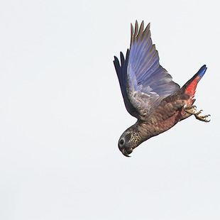 maitaca-roxa (Pionus fuscus) | WikiAves - A Enciclopédia das Aves do Brasil