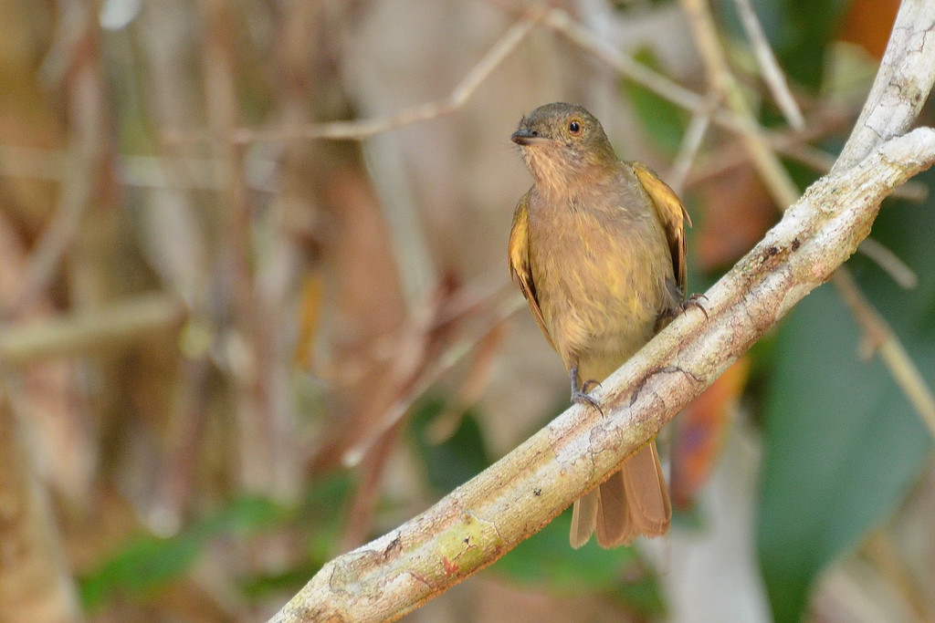 Foto fruxu-do-cerradão (Neopelma pallescens) Por Rodrigo Bittencourt ...