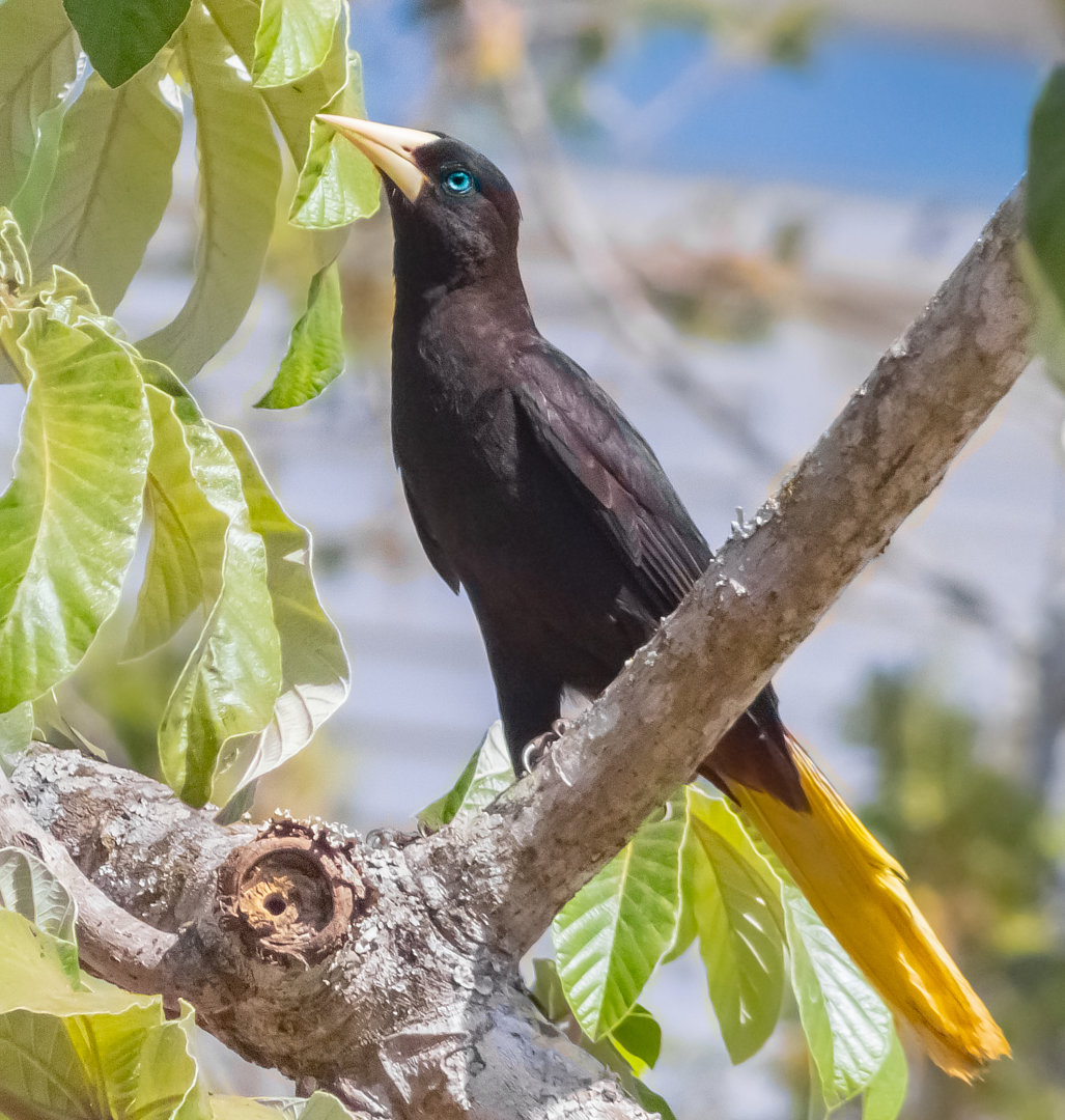 Foto japu (Psarocolius decumanus) Por Eduardo Borges | Wiki Aves - A Enciclopédia das Aves do Brasil