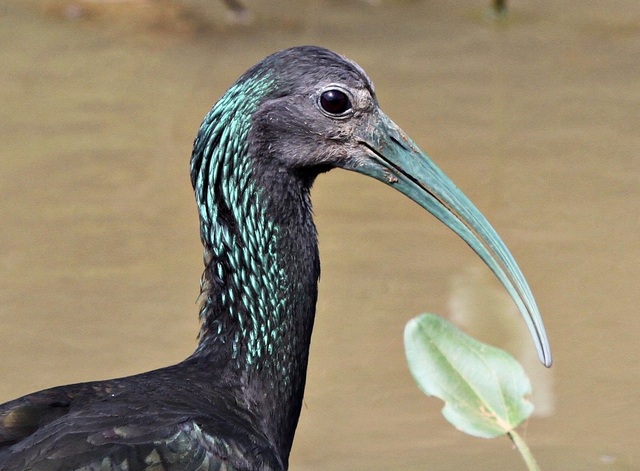 Foto coró-coró (Mesembrinibis cayennensis) Por Antonio Vilela | Wiki ...