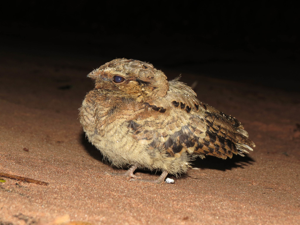 Foto bacurau (Nyctidromus albicollis) Por Cauê Reis | Wiki Aves - A ...
