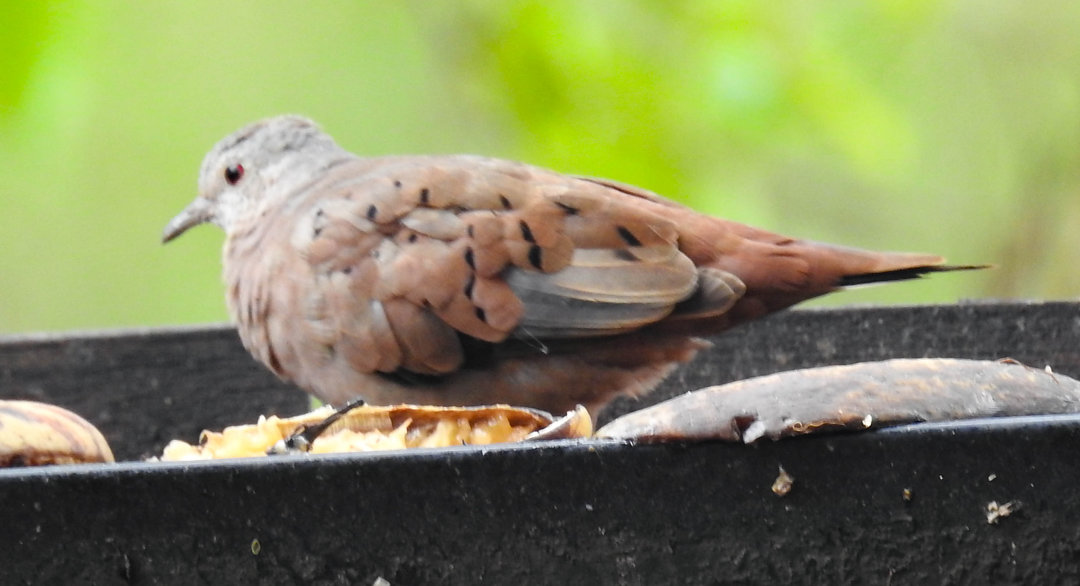 Foto rolinha-roxa (Columbina talpacoti) Por Isabela Bianchini | Wiki ...