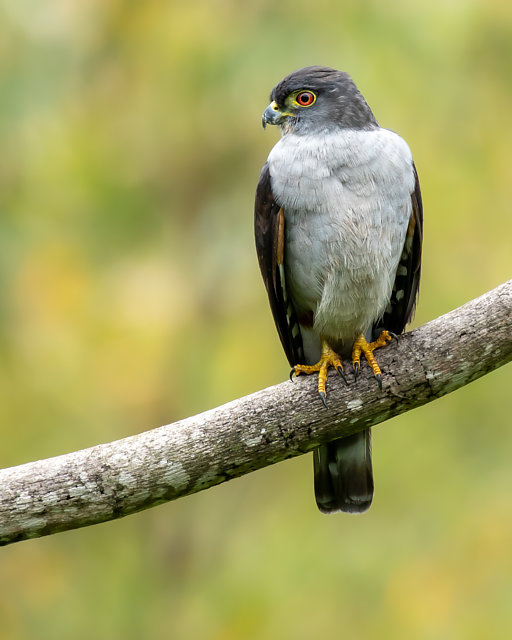 Foto gavião-bombachinha (Harpagus diodon) Por Rui Randi | Wiki Aves - A ...