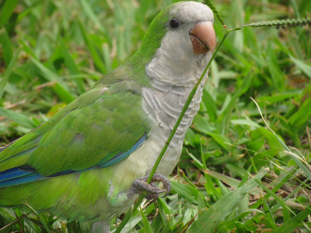 Foto caturrita (Myiopsitta monachus) Por Bruno Cesar | Wiki Aves - A ...