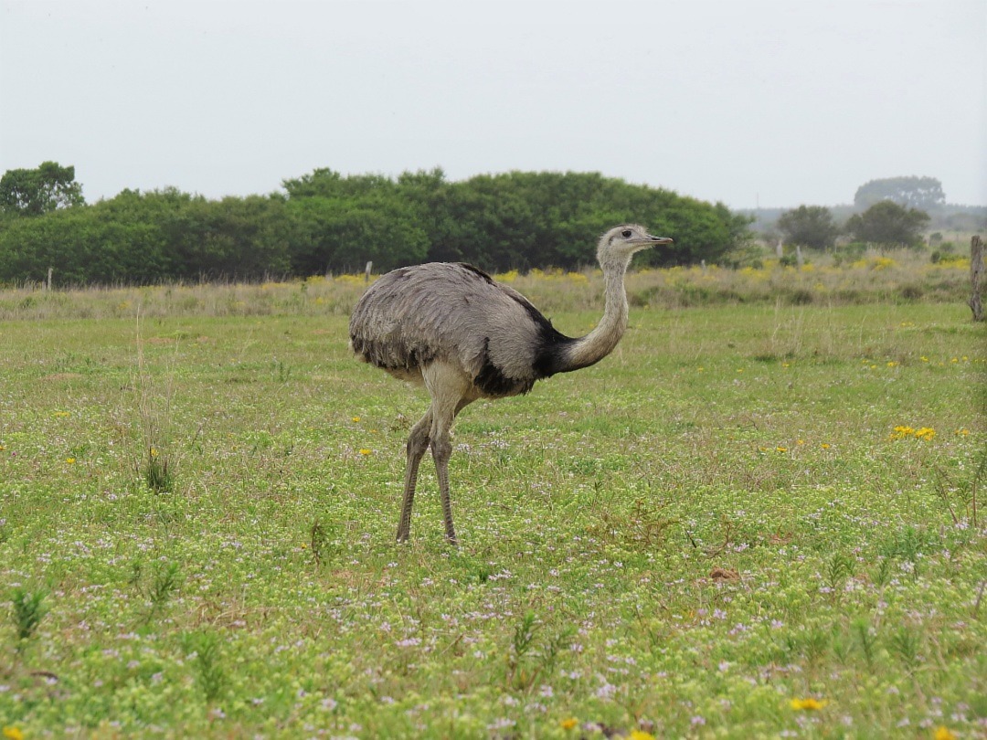 Foto ema (Rhea americana) Por Eduardo Carrano | Wiki Aves - A ...