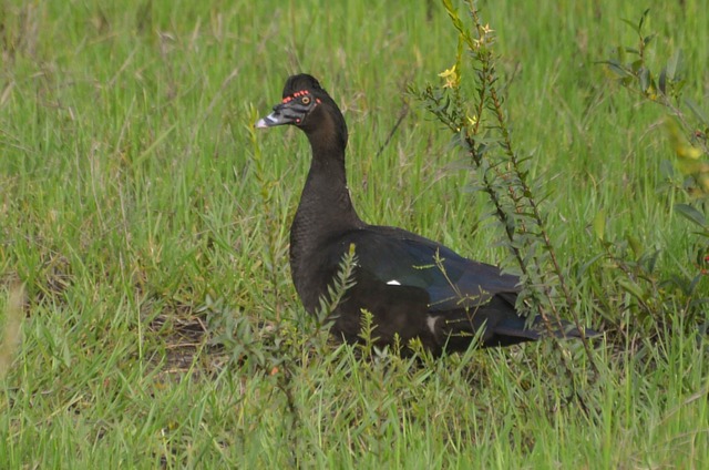 Foto pato-do-mato (Cairina moschata) Por Guilherme Serpa | Wiki Aves ...