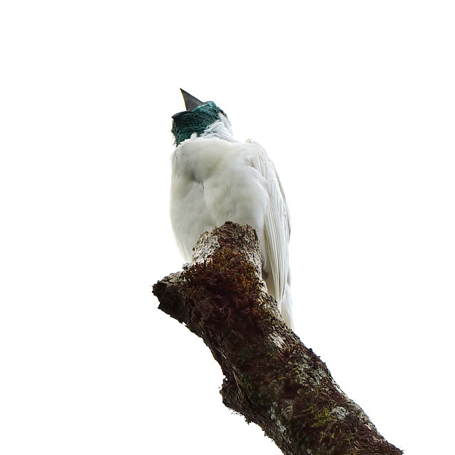Foto araponga (Procnias nudicollis) Por Giancarlo Müller Pozzebon ...