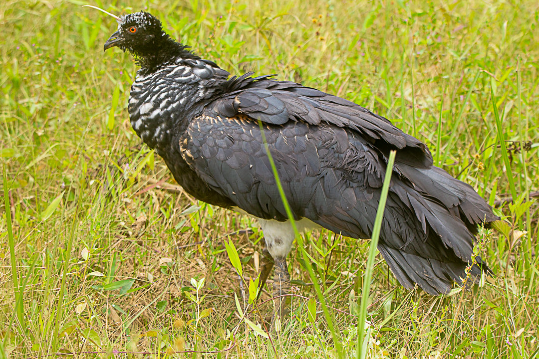 Foto anhuma (Anhima cornuta) Por Roberto de Oliveira Silva | Wiki Aves ...