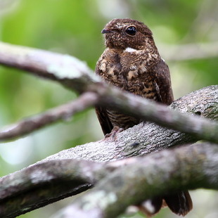 bacurau-de-cauda-barrada (Nyctiprogne leucopyga) | WikiAves - A ...