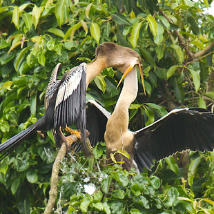 Anhingidae | WikiAves - A Enciclopédia das Aves do Brasil