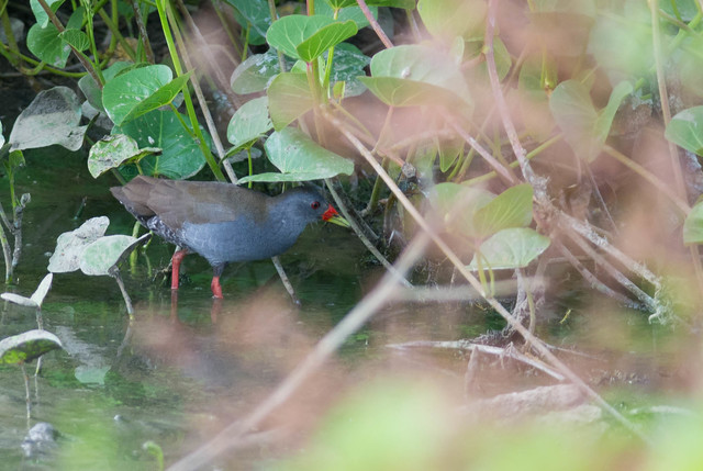 turu-turu (Neocrex erythrops) | WikiAves - A Enciclopédia das Aves do ...
